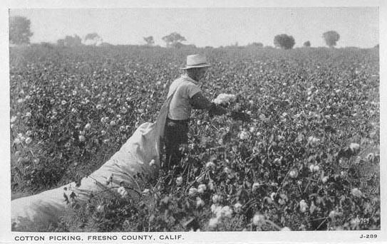 My World in a Nutshell- Bev: Them Old Cotton Fields Back Home
